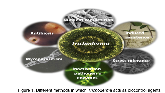Mechanisms of Resistance of Trichoderma spp. against Plant Disease Management | Asia Pacific ...